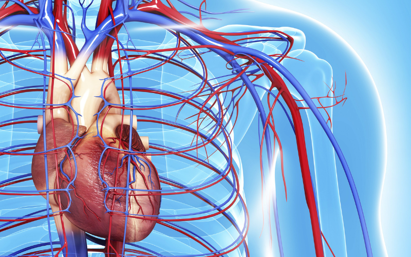 Cardiometabolismo: Una Perspectiva Integral de la Salud Cardiovascular